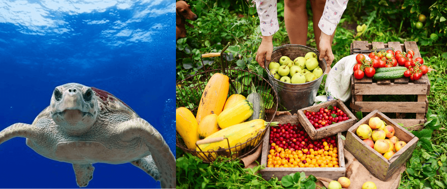 S-Cube – Seasonal Sustainable Symbiotic Gardening